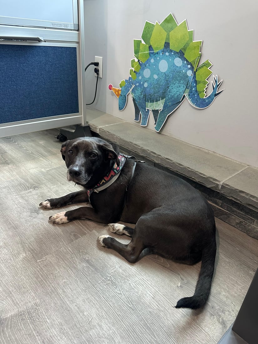 National Dog Day is Every Day at Delgado Stone