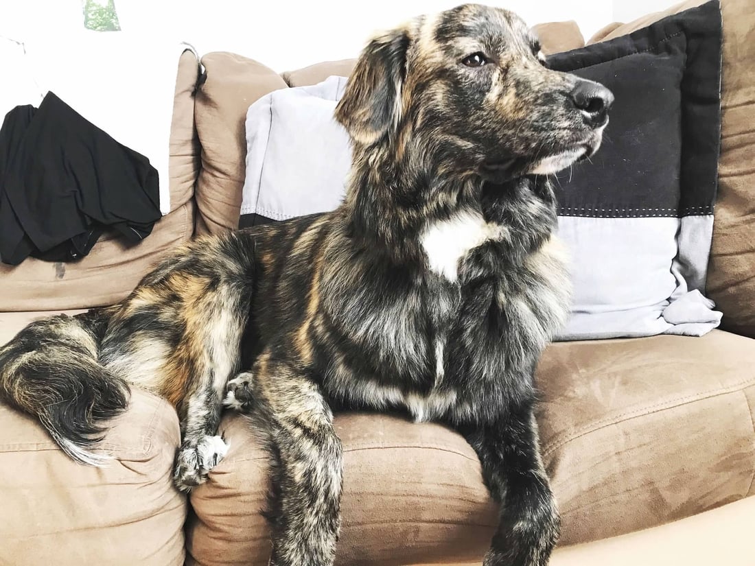 National Dog Day is Every Day at Delgado Stone